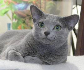 Un verdadero Russian Blue | Revista Conexos